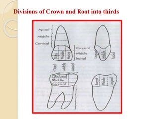 INTRODUCTION TO DENTAL ANATOMY.pptx