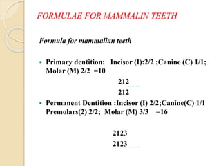 INTRODUCTION TO DENTAL ANATOMY.pptx | Dental Health | Diseases and ...