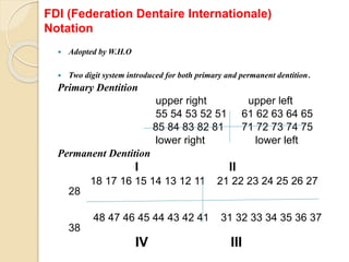 INTRODUCTION TO DENTAL ANATOMY.pptx | Dental Health | Diseases and ...