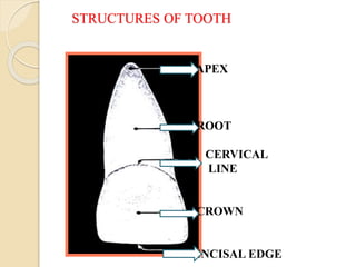 INTRODUCTION TO DENTAL ANATOMY.pptx