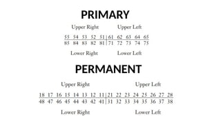 Introduction to Dental Anatomy and Tooth numbering system | PPTX