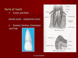 Introduction to dental morphology | PPT