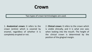 Introduction to Dental Morphology.pptx