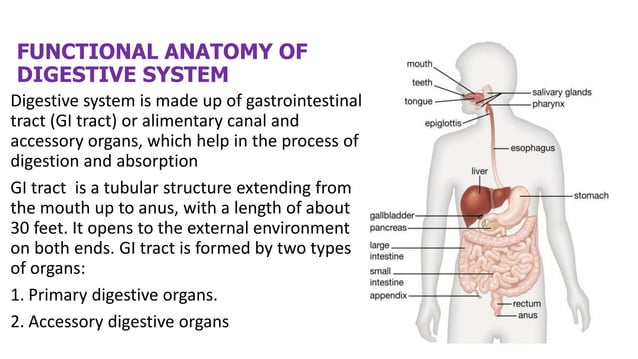 INTRODUCTION TO DIGESTIVE SYSTEjM-2.pptx