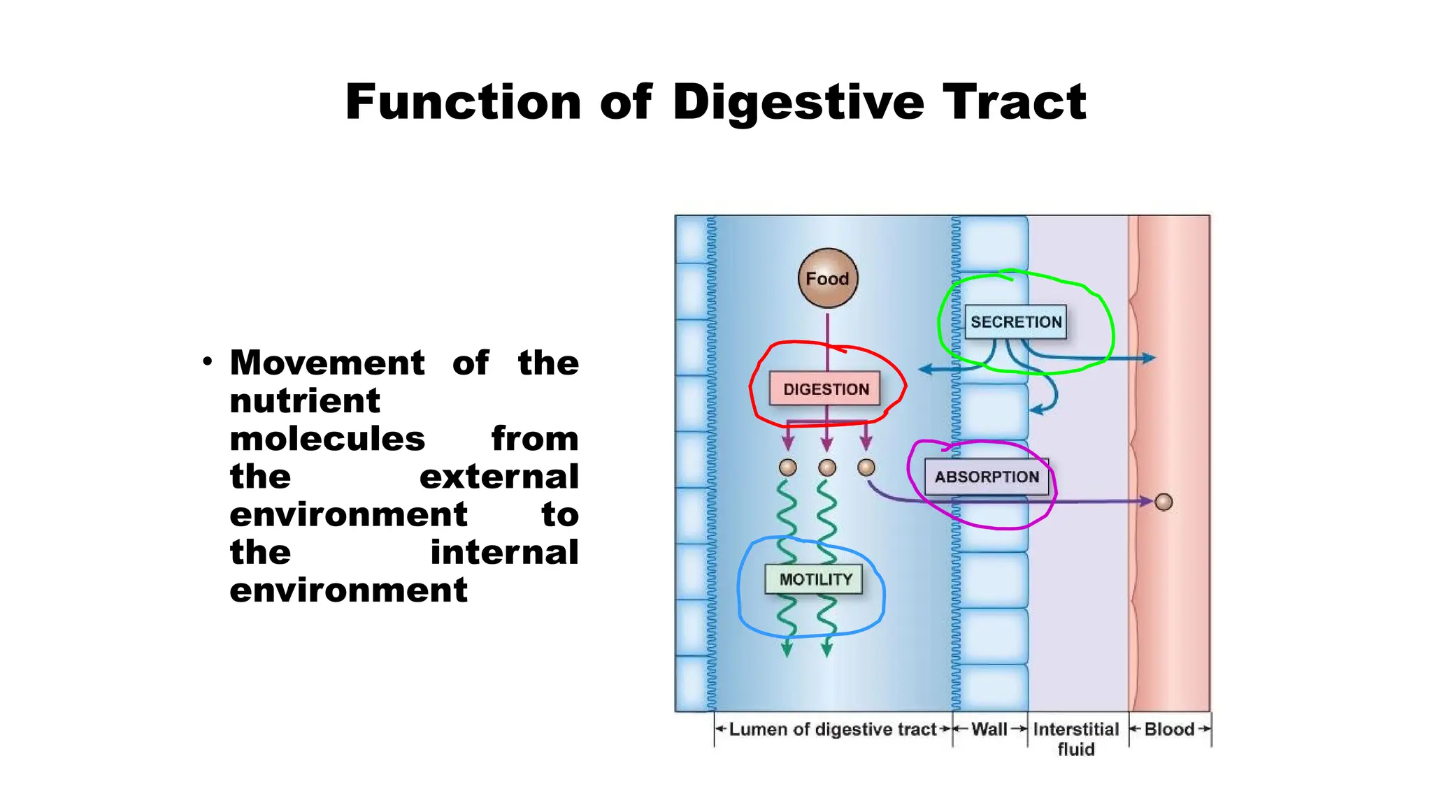 INTRODUCTION TO DIGESTIVE SYSTEM & NERVE SUPPLY.pptx