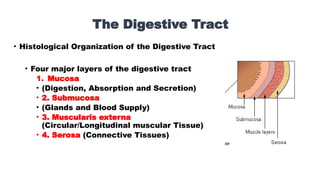 INTRODUCTION TO DIGESTIVE SYSTEM & NERVE SUPPLY.pptx