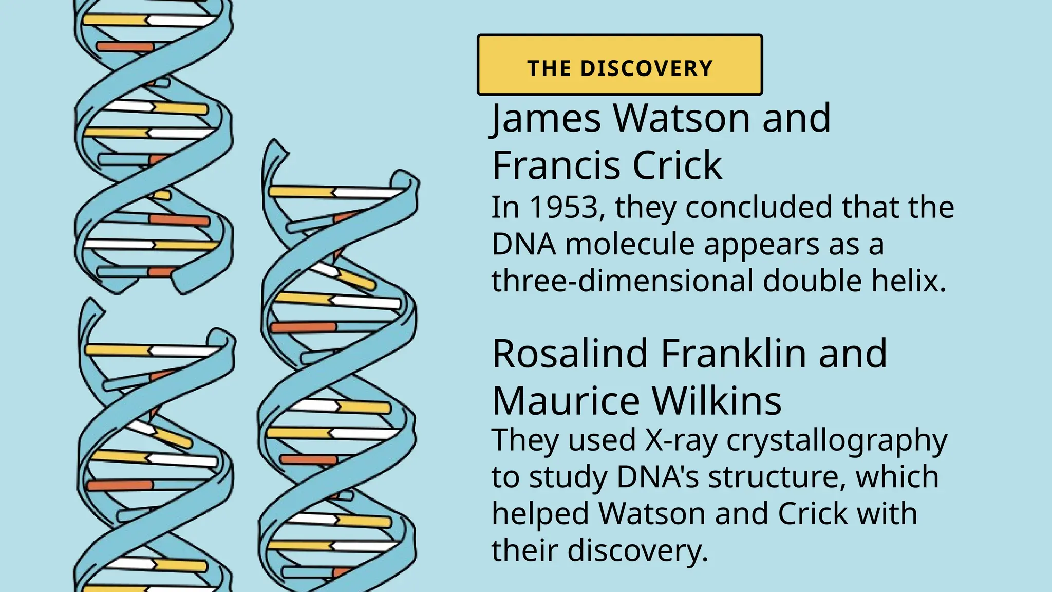 introduction to DNA structure of DNA.pptx