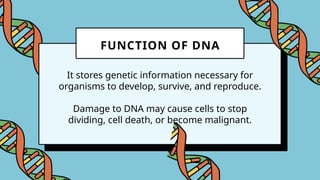 introduction to DNA structure of DNA.pptx