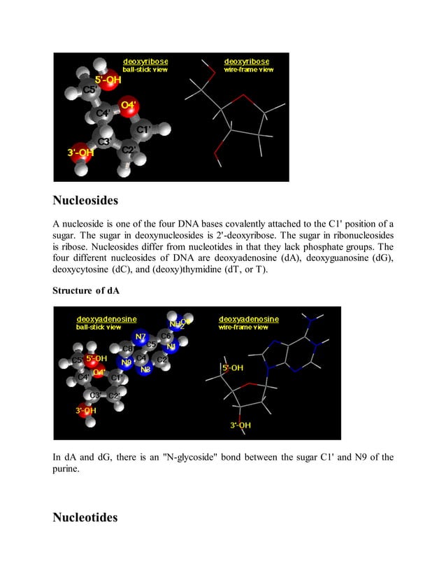 Introduction to dna structure | DOCX | Chemistry | Science