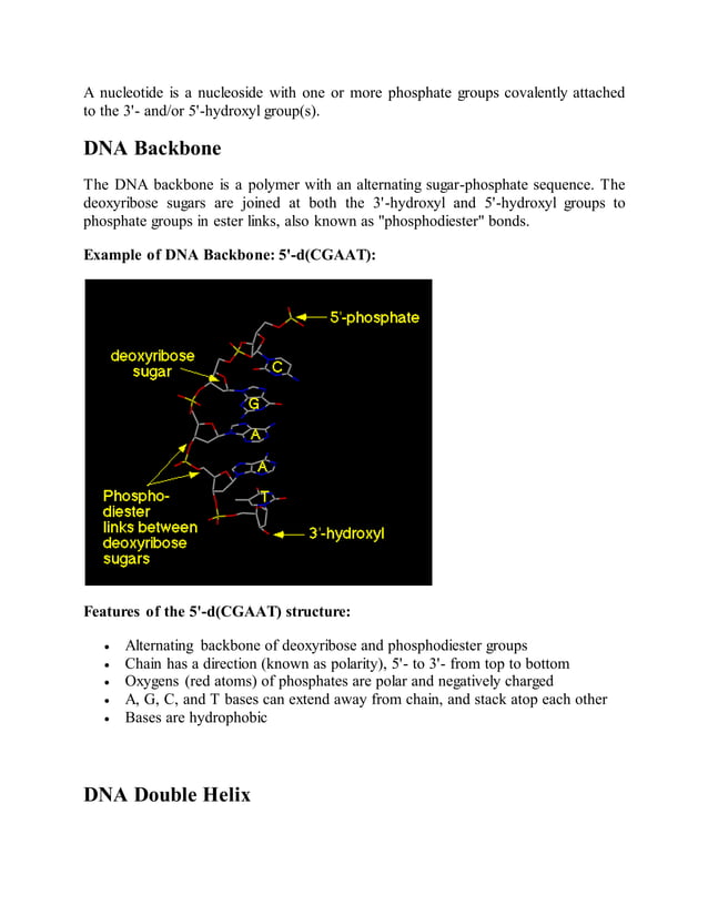 Introduction to dna structure | DOCX | Chemistry | Science