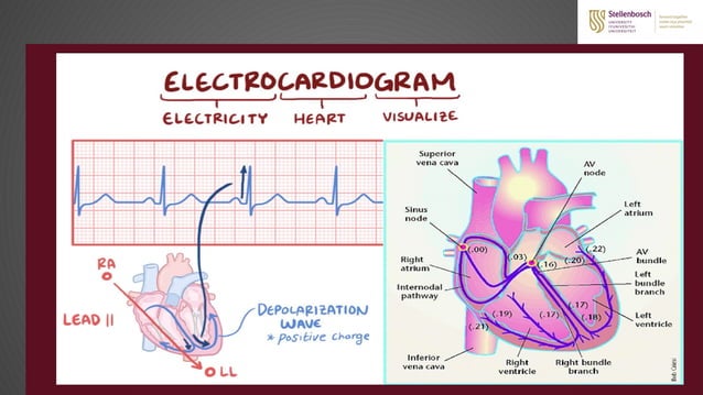 INTRODUCTION TO ECG (ELECTROCARDIOGRAM) EKG | PPTX