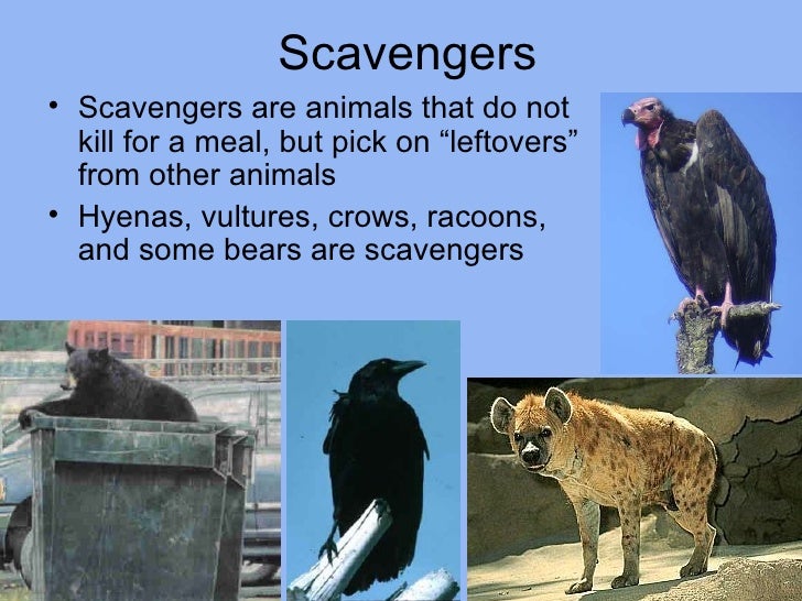 Scavenger Animals Examples