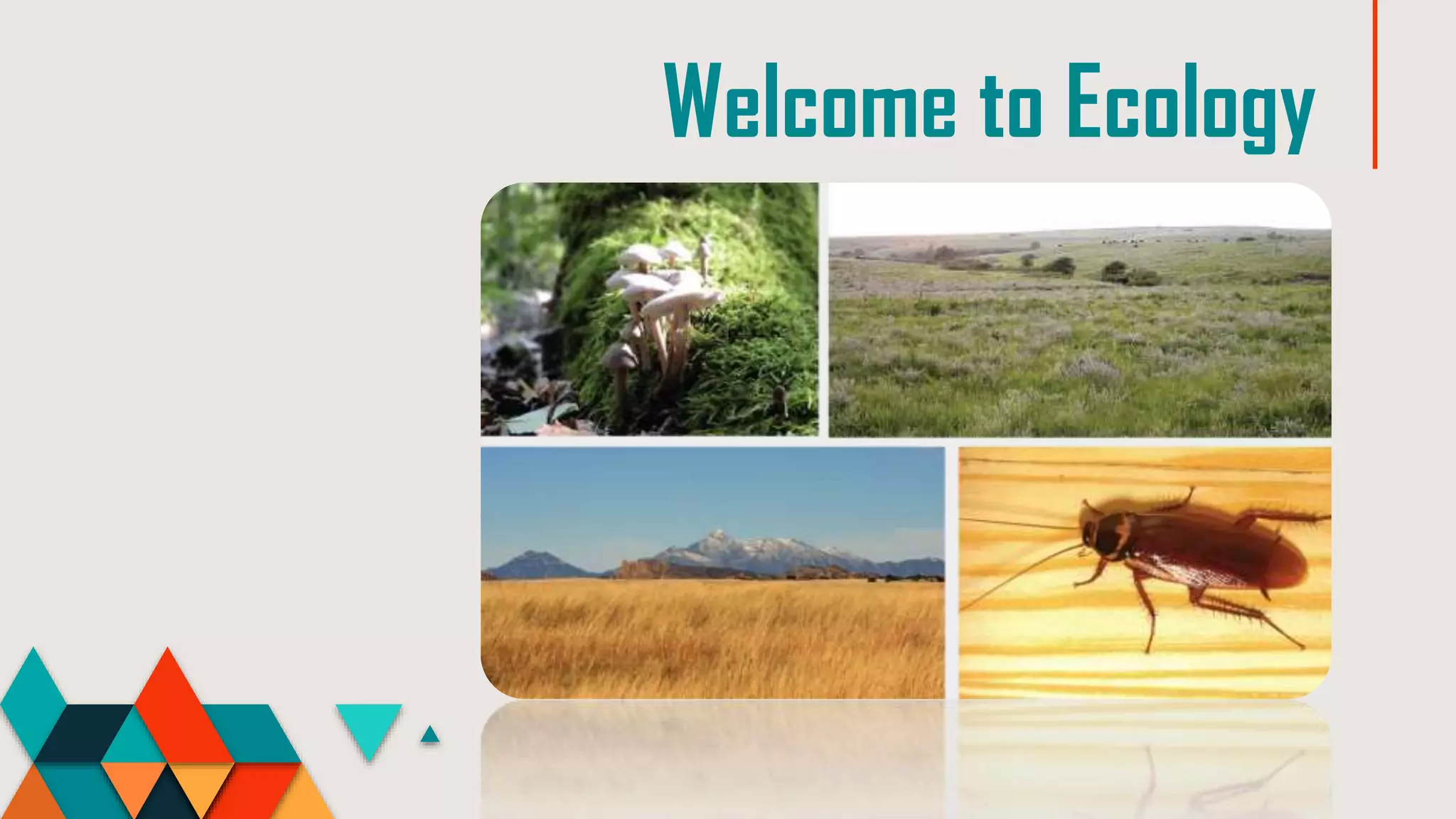 Introduction to Ecology PPT | PPTX