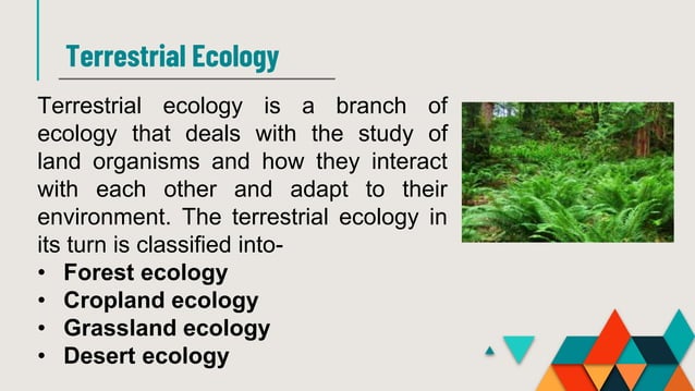 Introduction to Ecology PPT | PPTX