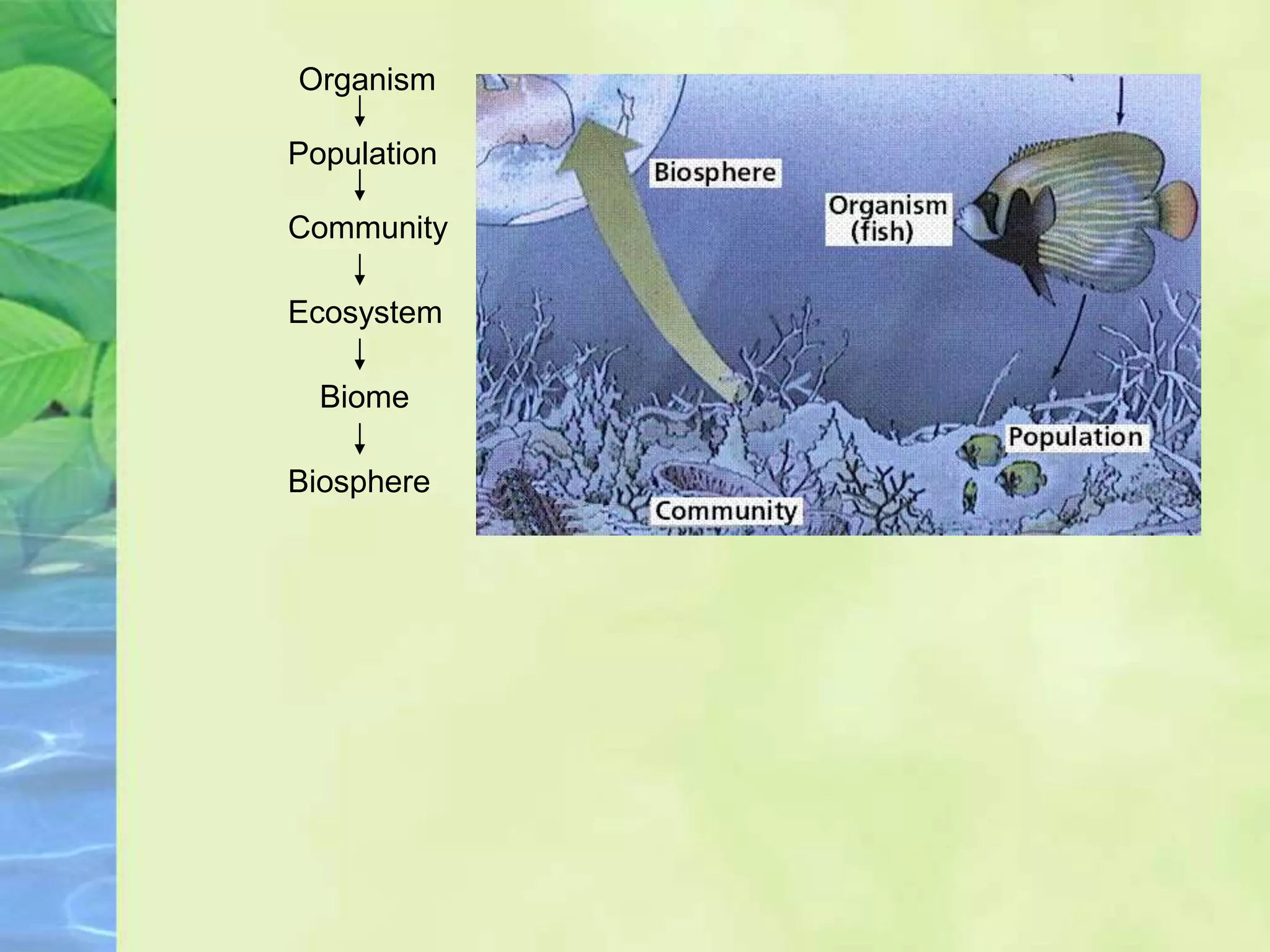 Introduction to ECOLOGY.ppt