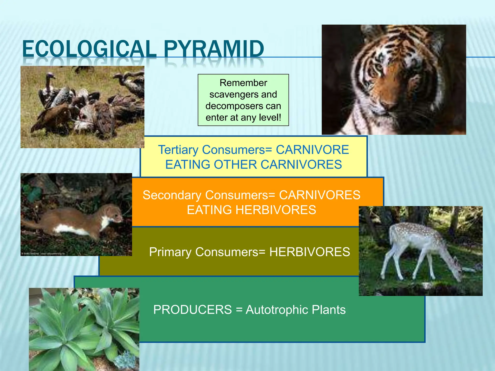 Introduction to Ecology(Biotic and Abiotic Factors).ppt