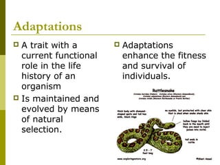 Introduction to ecology 2 | PPT