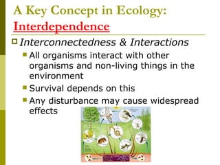 Introduction to ecology 2 | PPT