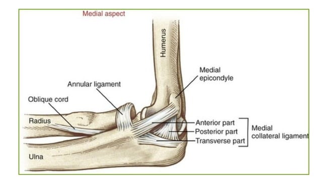INTRODUCTION TO THE BIOMECHANICS OF ELBOW COMPLEX.pptx