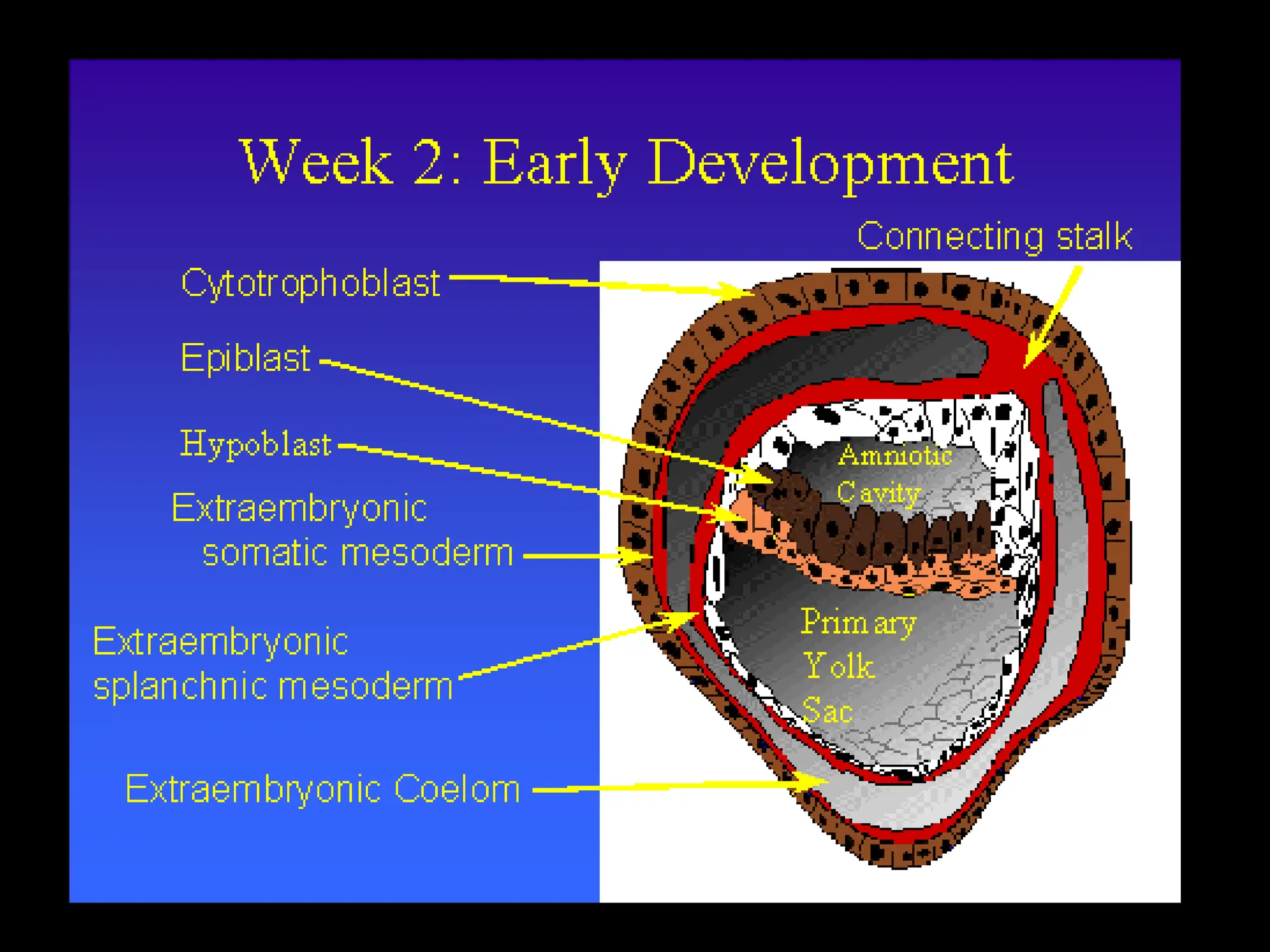 INTRODUCTION TO EMBRYOLOGY ANATOMY-2.pptx