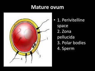 INTRODUCTION TO EMBRYOLOGY ANATOMY-2.pptx