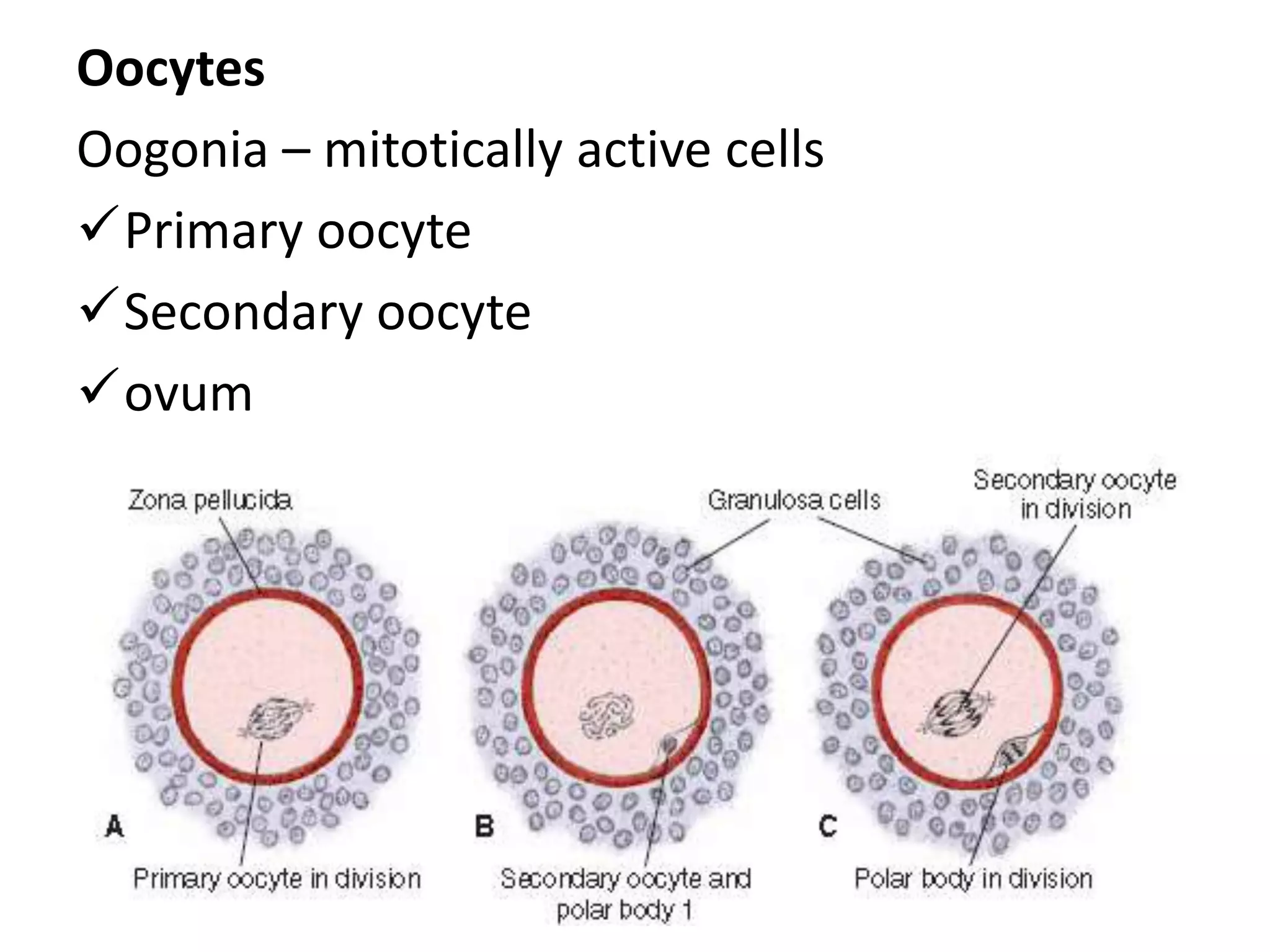 Introduction to embryology | PPTX