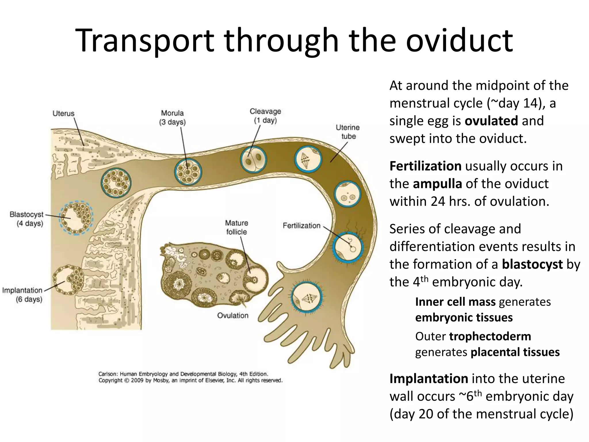 Introduction to embryology | PPTX