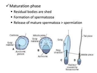 Introduction to embryology | PPTX