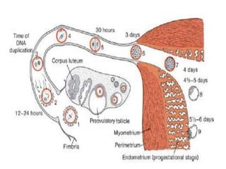 Introduction to embryology | PPTX