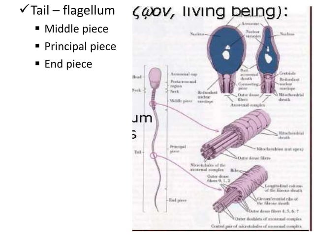 Introduction to embryology | PPT