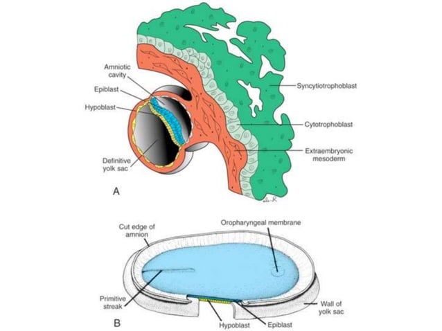 Introduction to embryology | PPT