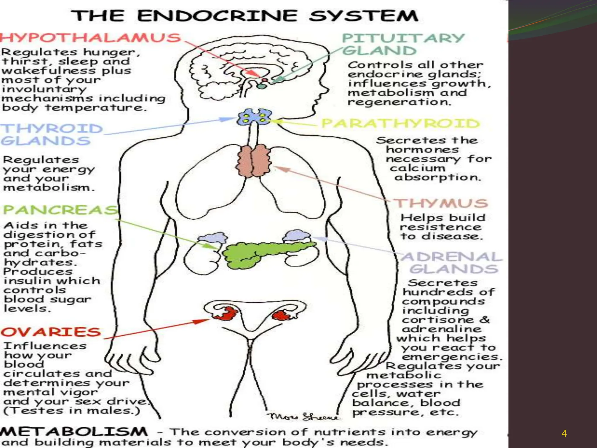 INTRODUCTION TO ENDOCRINOLOGY.pptx ENDOCRINE SYSTEM | PPTX | Endocrine and Metabolic Diseases ...