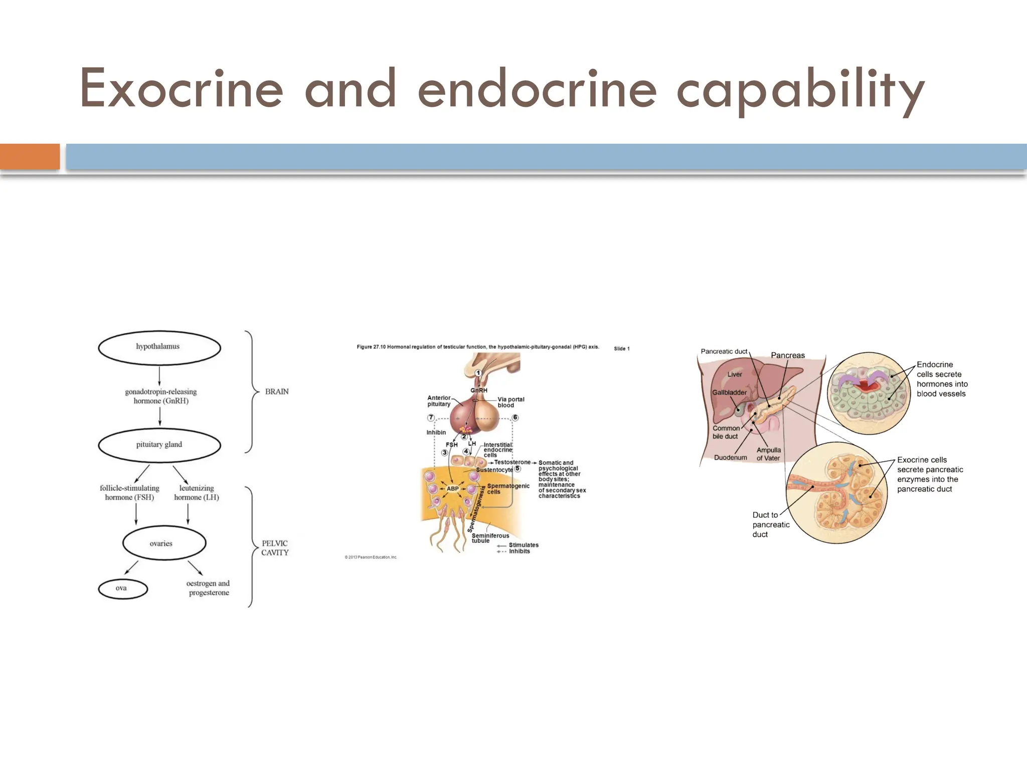 Introduction to endocrinology system.pptx