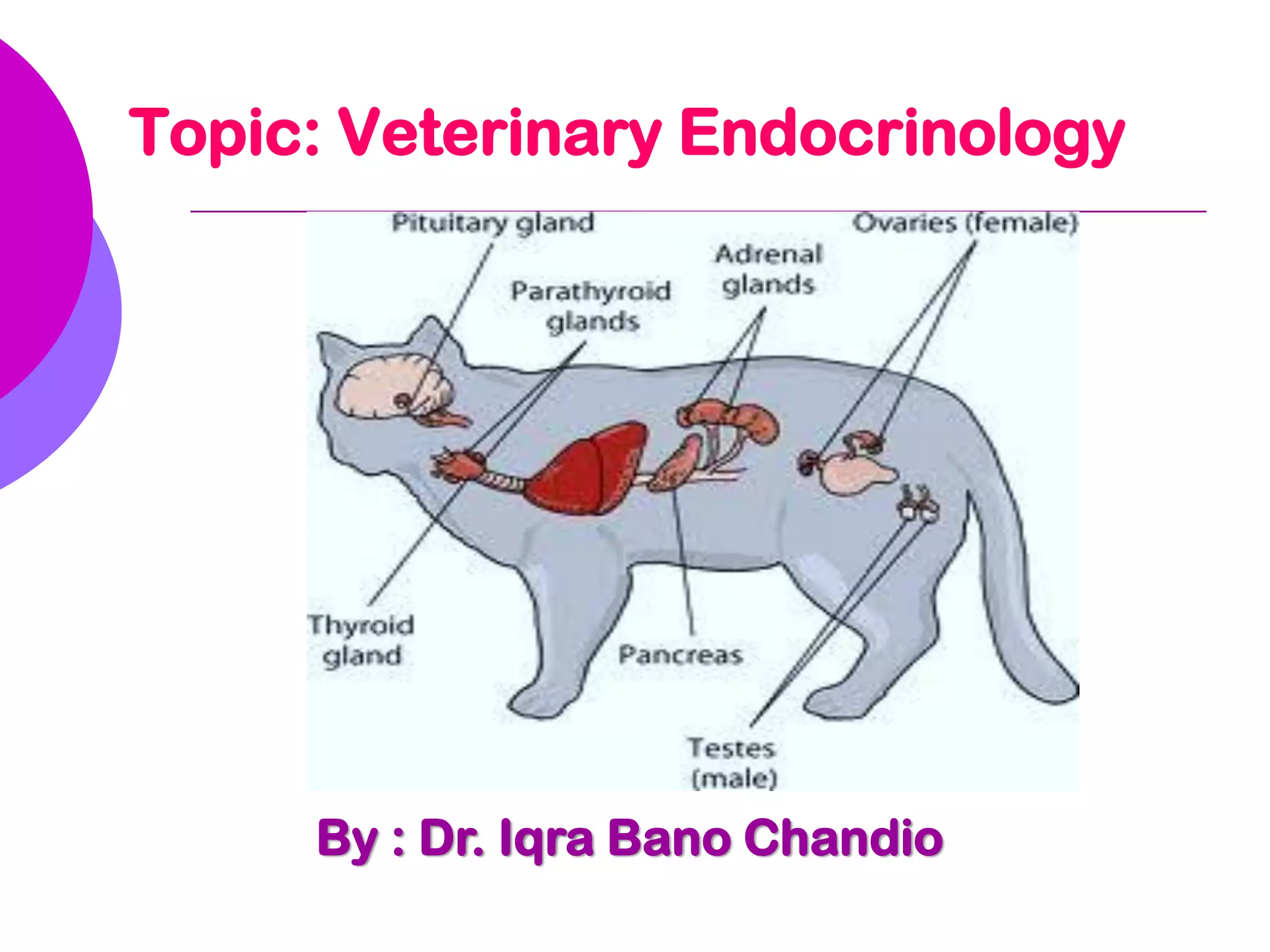 Introduction to Endocrinology | PDF