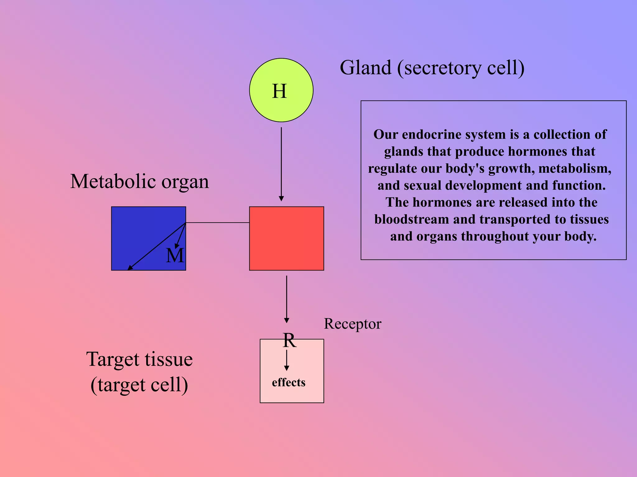 Introductiontoendocrinology-Lecture 1A.ppt