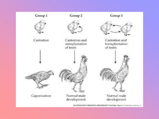 Introductiontoendocrinology-Lecture 1A.ppt