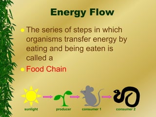 Introduction to energy flow | PPT