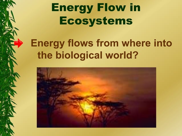 Introduction to energy flow | PPT