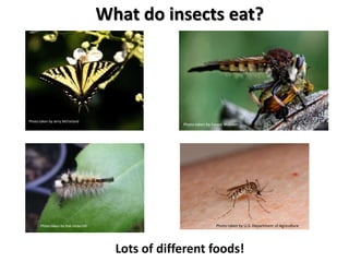 Introduction to Plant Entomology Planttt | PPT