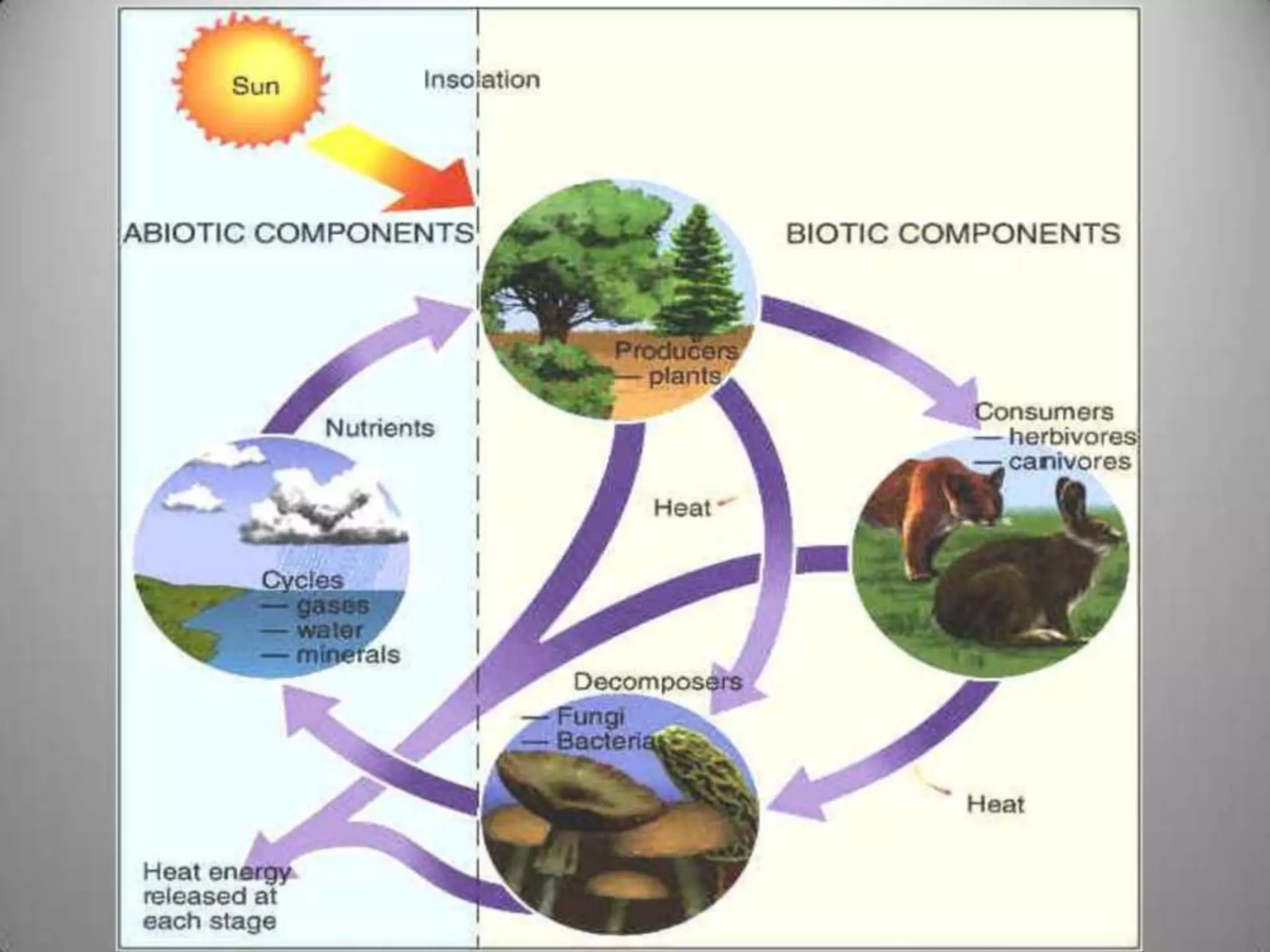 Introduction to enviormental sciences, definition scope and importance ...