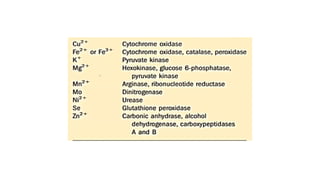 Introduction to Enzymes, cofactor etc.pptx