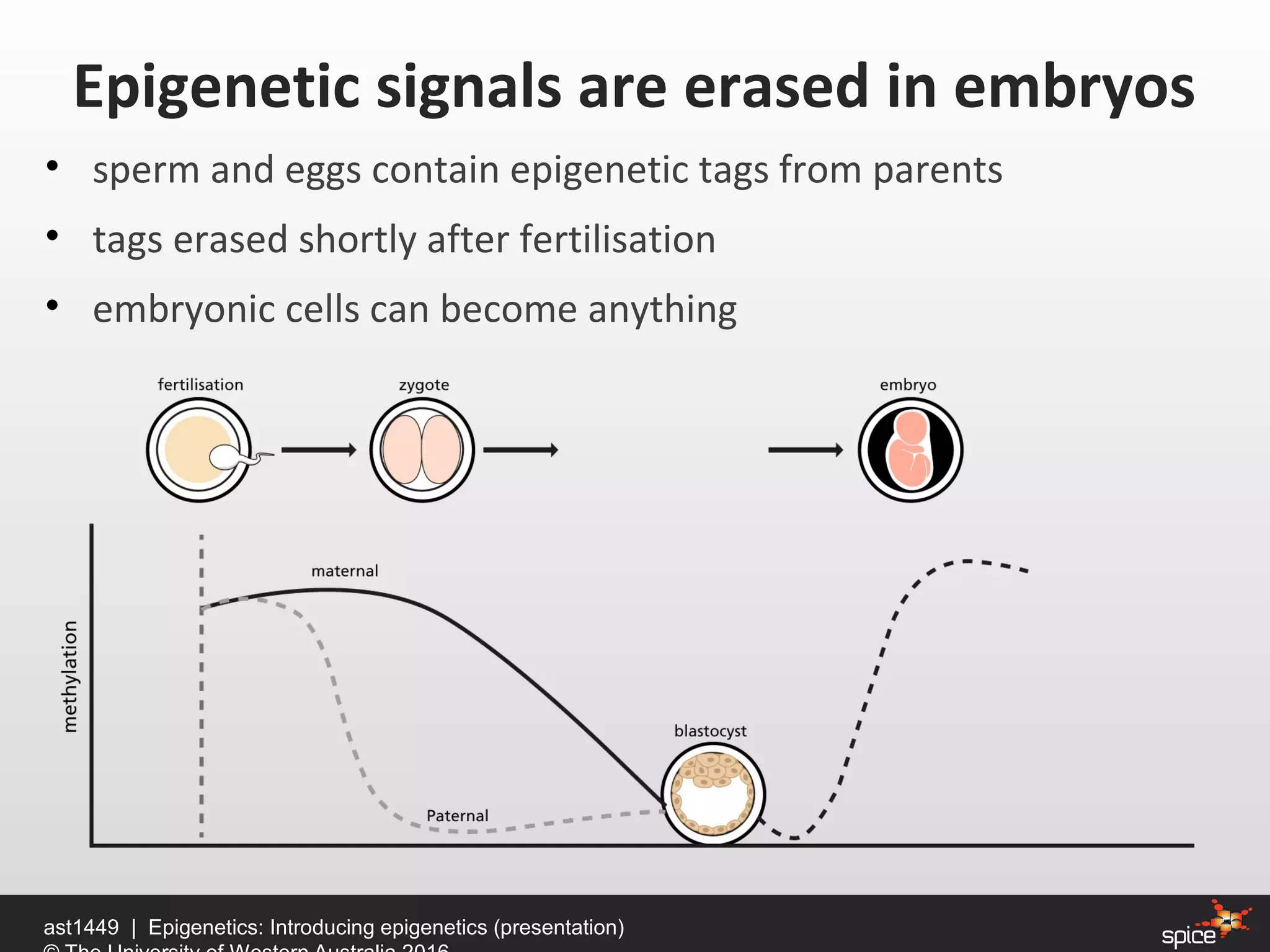 Introduction to Epigenetics | PPT