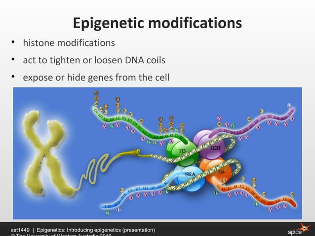 Introduction to Epigenetics | PPT