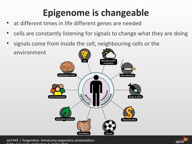 Introduction to Epigenetics | PPT