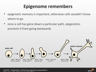 Introduction to Epigenetics | PPT