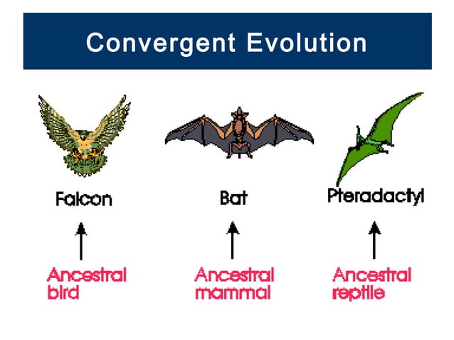 Introduction to evolution | PPT