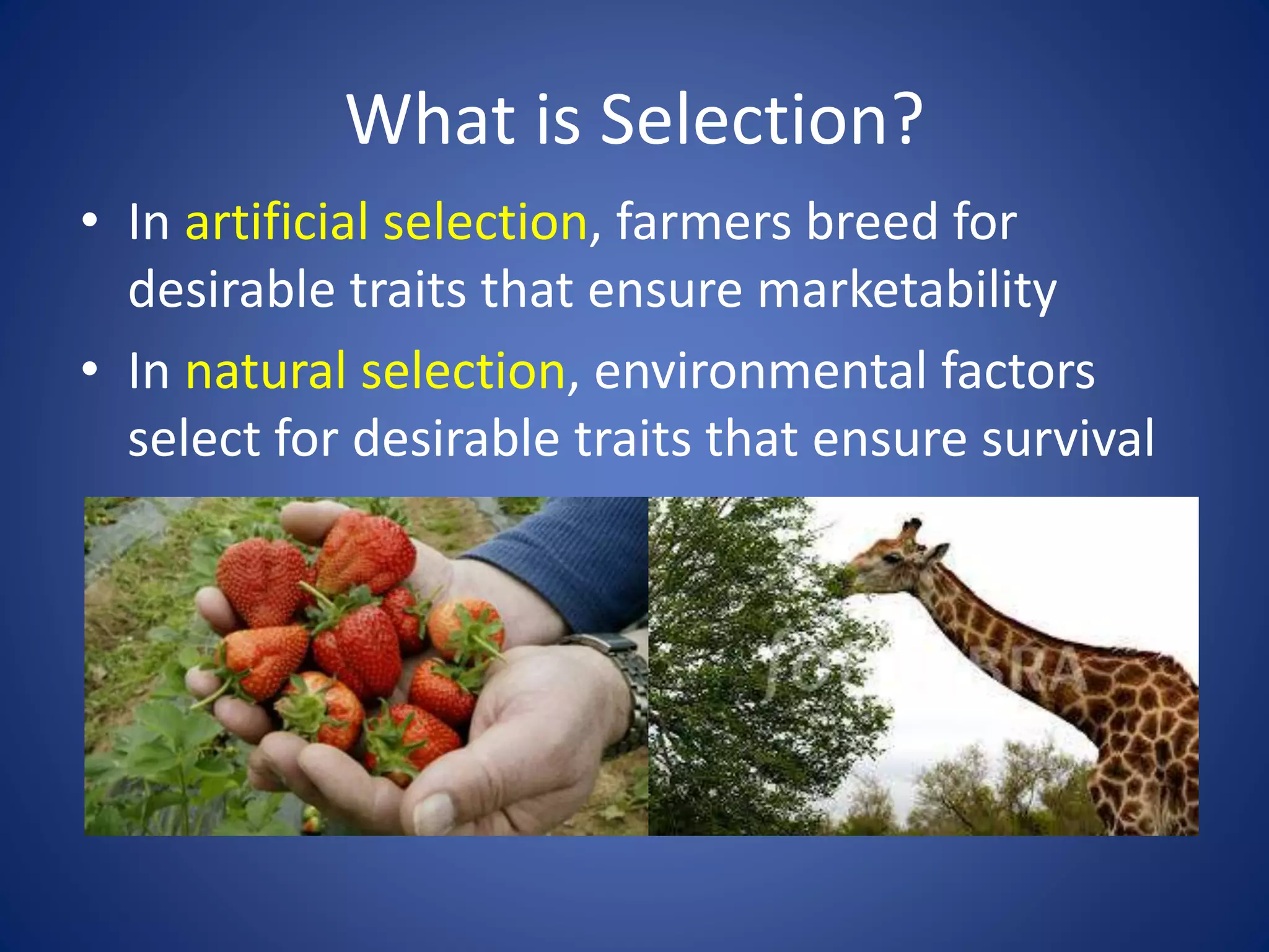 Introduction to evolution | PPTX