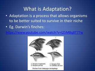 Introduction to evolution | PPTX