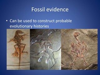 Introduction to evolution | PPTX