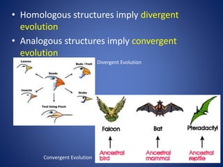 Introduction to evolution | PPTX